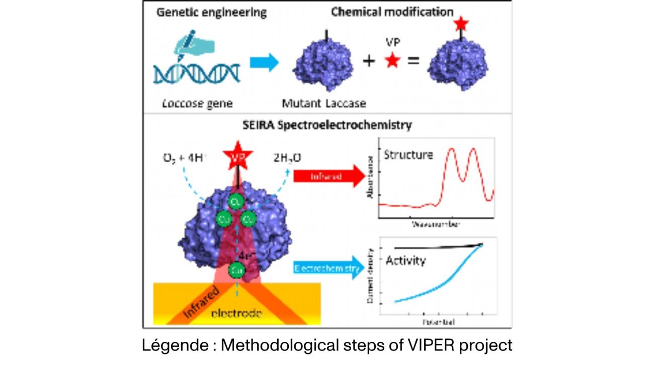 VIPER : Vibrational probes for redox enzyme exploration | Institut ...